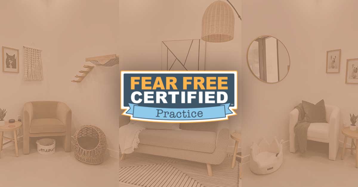 Fear Free Certified Veterinary Clinic In South Florida | FurlifeVets